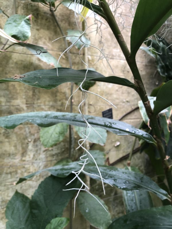 botany/tendril loops – anatole design